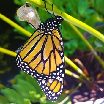 Monarchs and Milkweed in Florida - Florida Balm