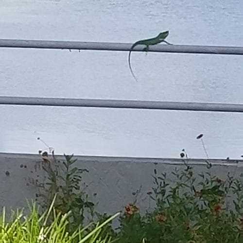 Florida Lizards: 5 Most Common Reptilian Residents - Florida Balm