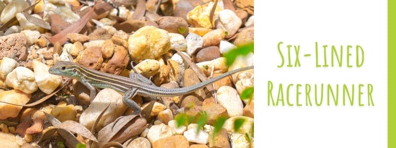 Florida Lizards: 5 Most Common Reptilian Residents - Florida Balm