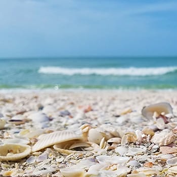 Sanibel Island Best Beach for Shelling - Florida Balm